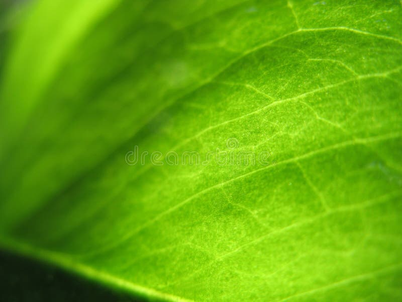 Leaf close up stock photo. Image of green, lines, veins - 1777722