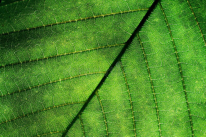 Leaf close up stock photo. Image of textured, leaf, spring - 182514490