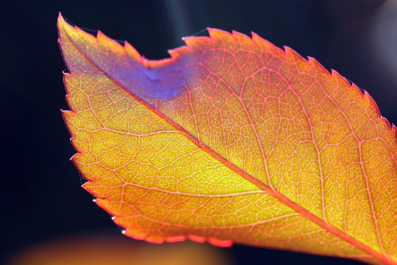 Leaf close up stock photo. Image of orange, autumn, fall - 21551418