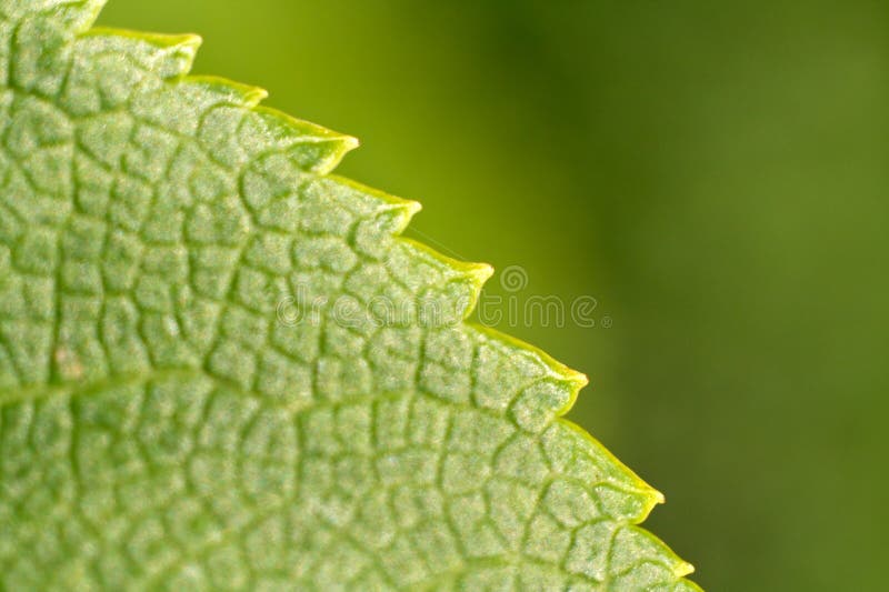 Leaf Close-up stock photo. Image of sawline, spikes, sharp - 2196784