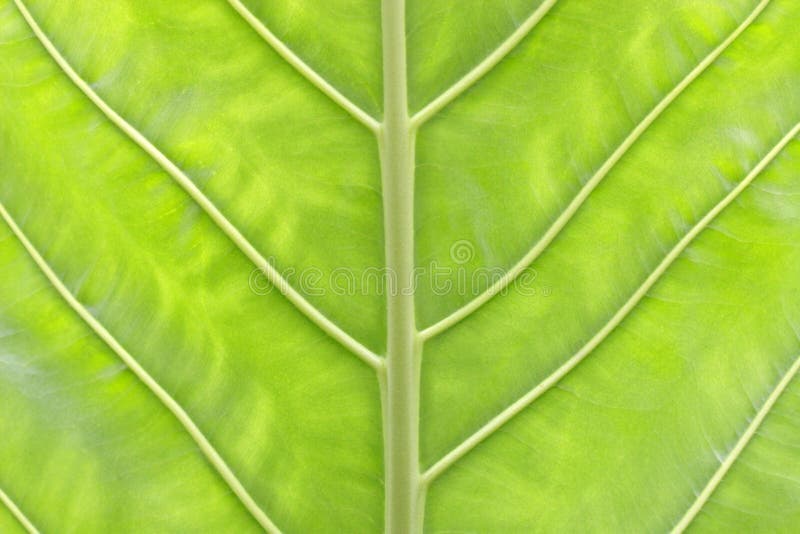 Leaf close up stock photo. Image of solar, light, close - 4177224