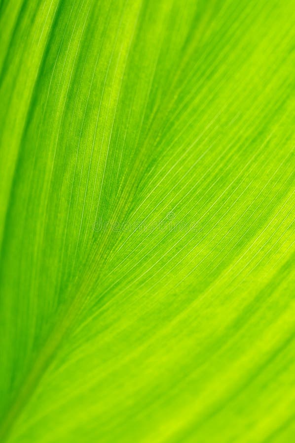 Leaf close-up stock image. Image of growth, leaf, natural - 27710031