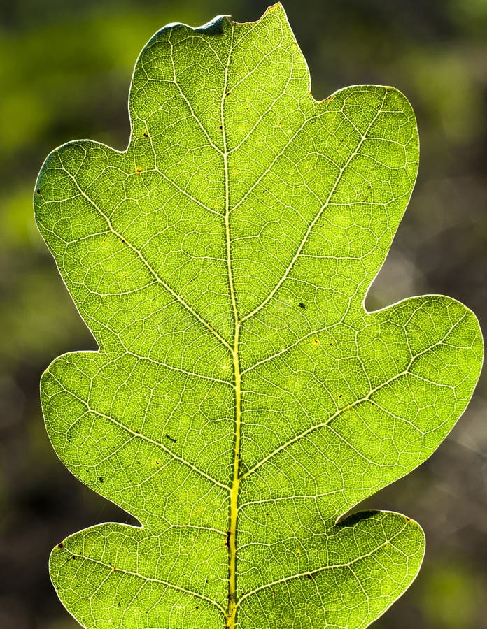 Leaf close up stock photo. Image of growth, nature, fresh - 28331636