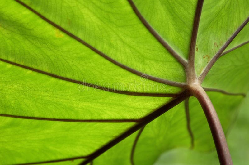 Leaf close up stock photo. Image of green, garden, foliage - 4177124