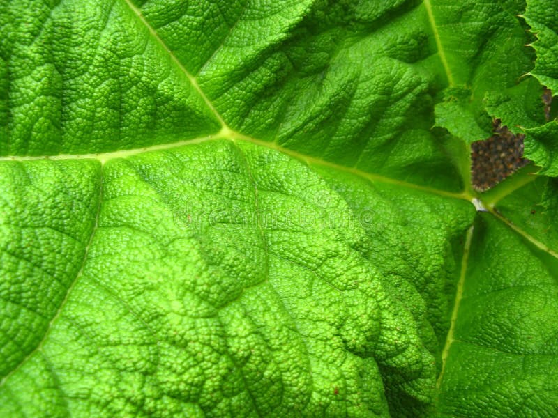 Leaf Close Up stock image. Image of green, colorful, flora - 5267703