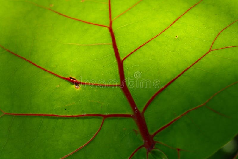 Leaf Close-up stock image. Image of plant, organic, natural - 5304775