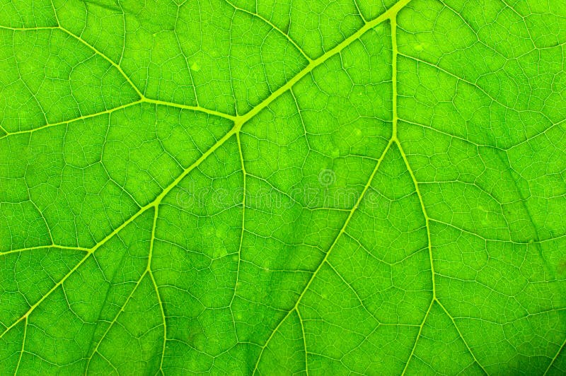 Leaf close-up stock image. Image of texture, background - 5345397