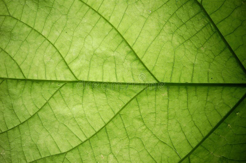 Leaf, close up stock image. Image of symmetry, structure - 5812515