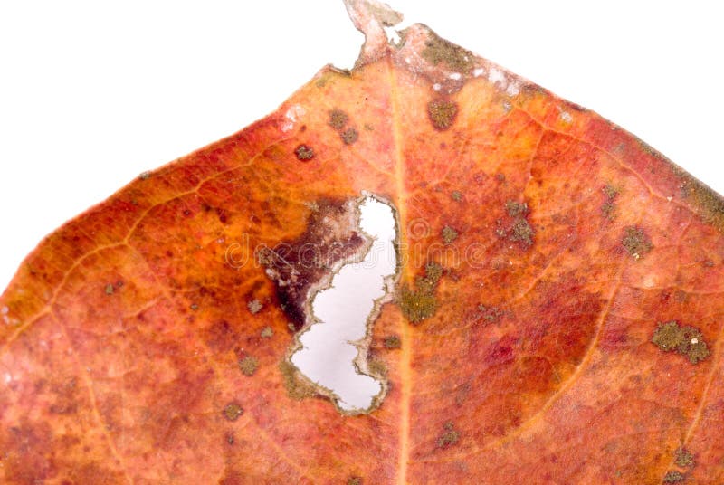 Leaf Close-up stock image. Image of foliage, element, season - 6889765