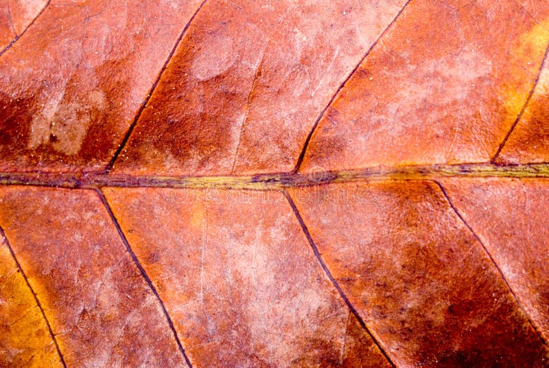 Leaf Close-up stock photo. Image of environment, element - 6898732