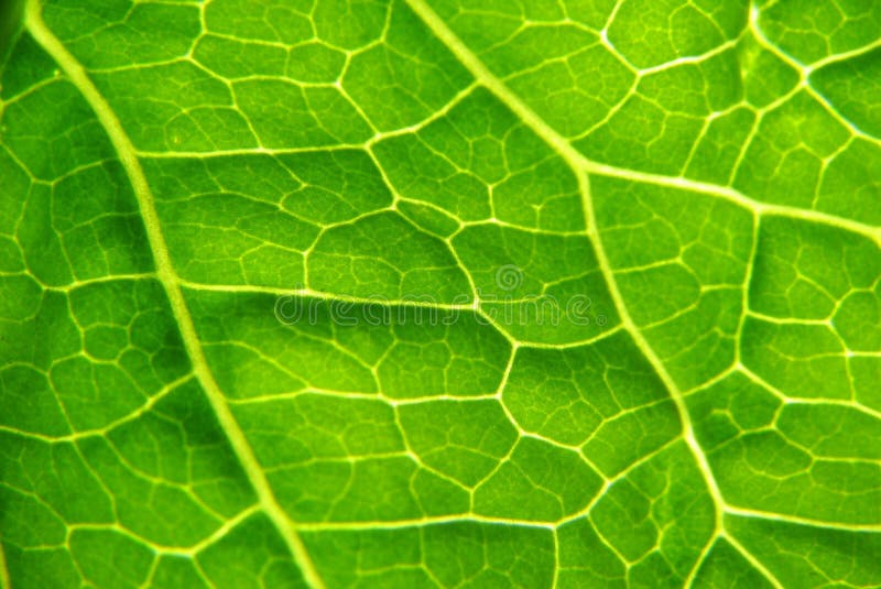 Leaf close up stock image. Image of tree, nature, macro - 812855