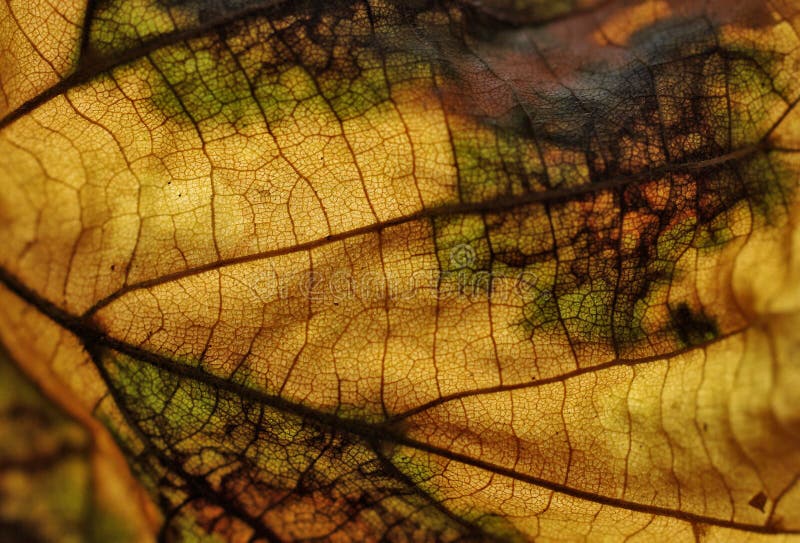 The leaf stock image. Image of autumn, yellow, green - 41634169