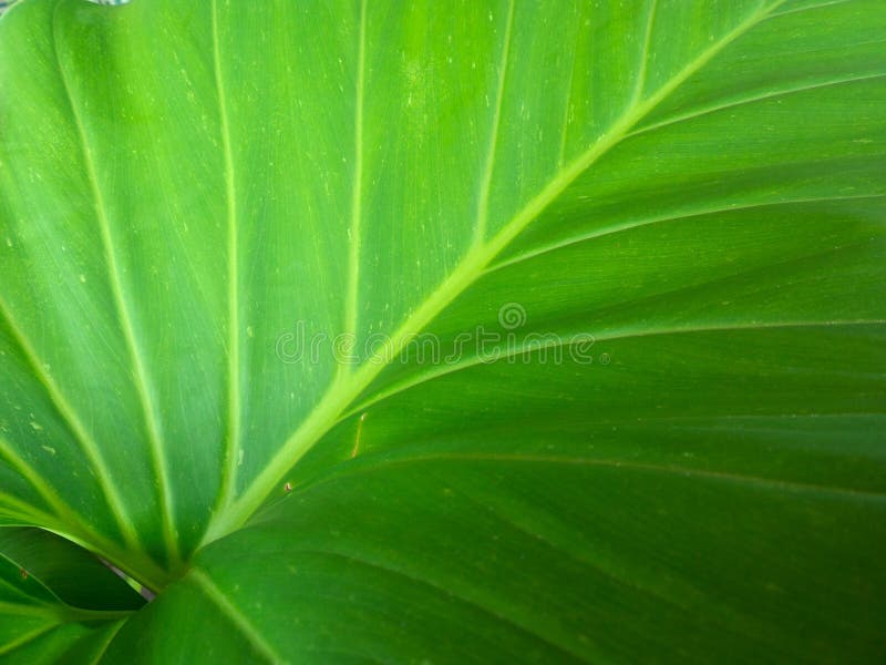 Leaf stock image. Image of plant, flame, labiatae, leaves - 42652127