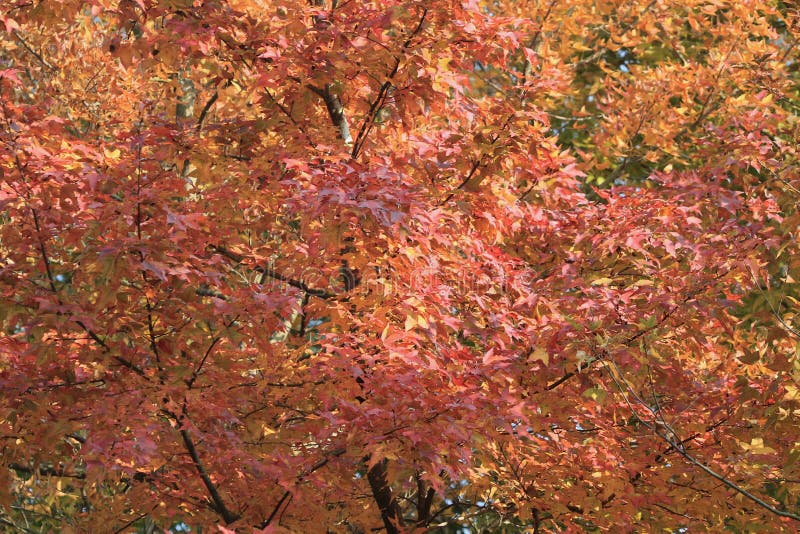 A Leaf Close Up, the Fall Season Stock Photo - Image of autumnal, fall ...