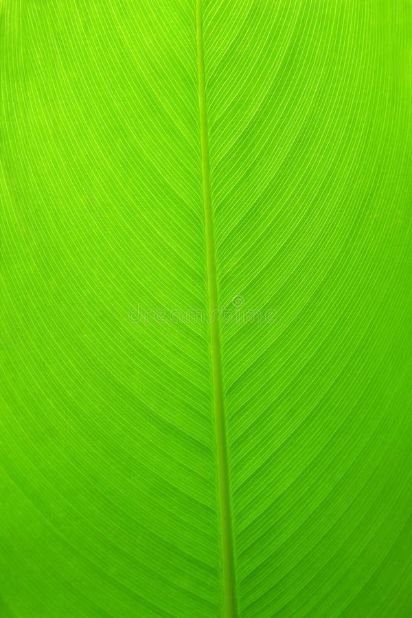 Leaf stock image. Image of photosynthesis, life, botanic - 30706729