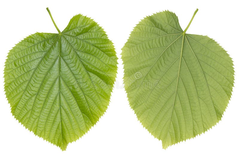 Leaf Close Up Macro High Detail Texture on Both Side Isolated on White ...
