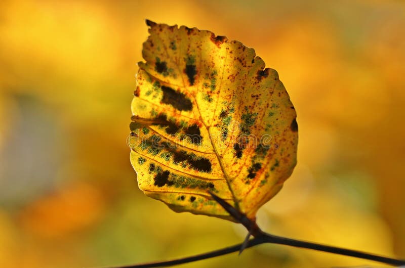 Leaf, Close Up, Macro Photography, Autumn Picture. Image: 90615580