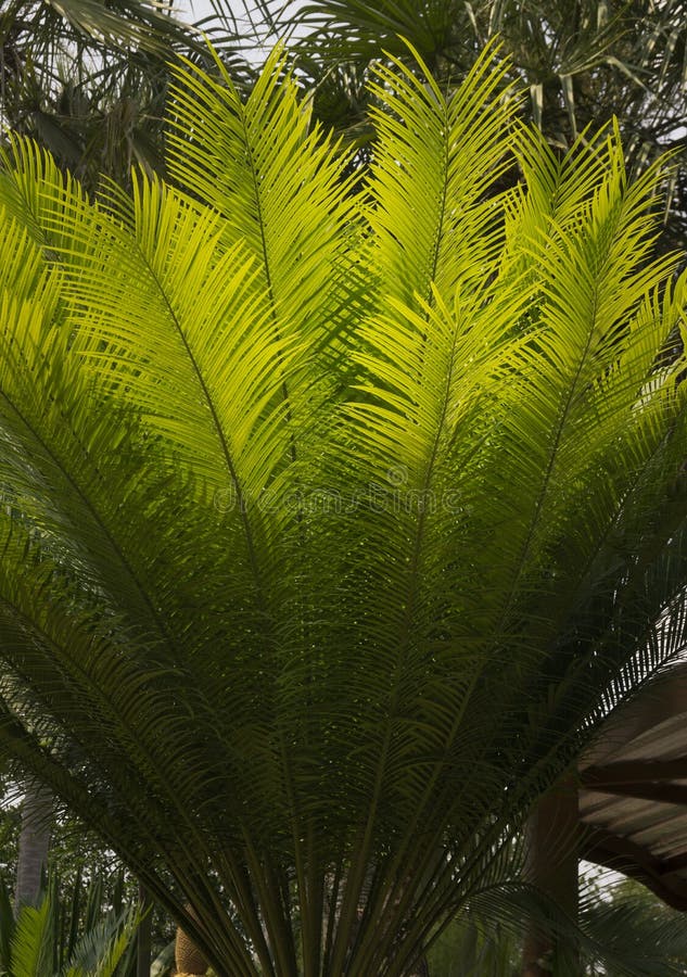 Leaf Close Up Showing Cell Structure and Textures Natural Patterns ...