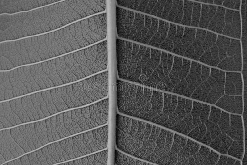 Leaf Close Up Showing Cell Structure and Textures Natural Patterns ...