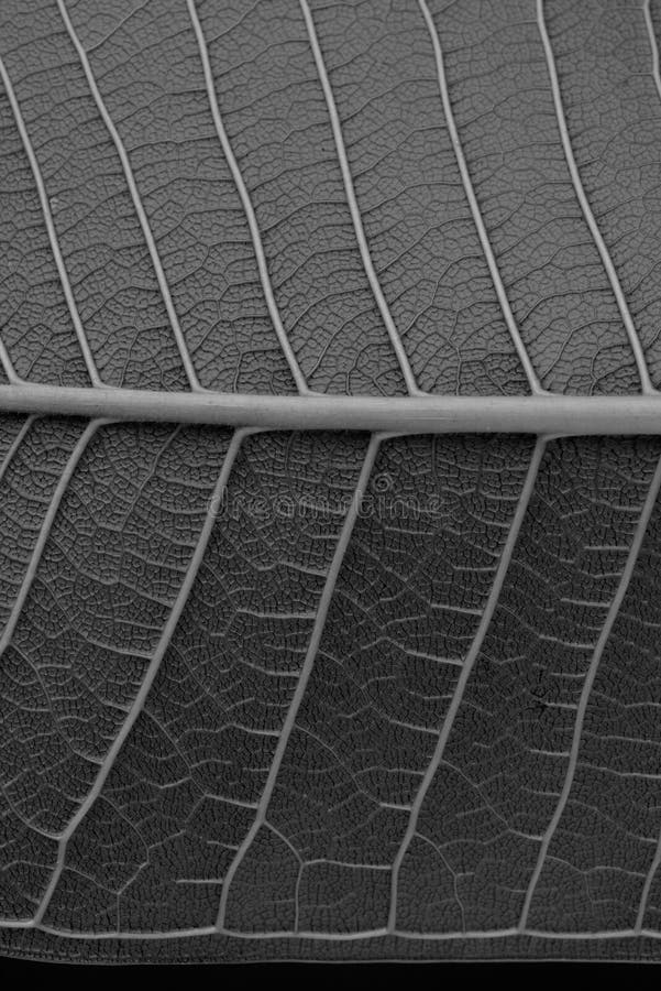 Leaf Close Up Showing Cell Structure and Textures Natural Patterns ...