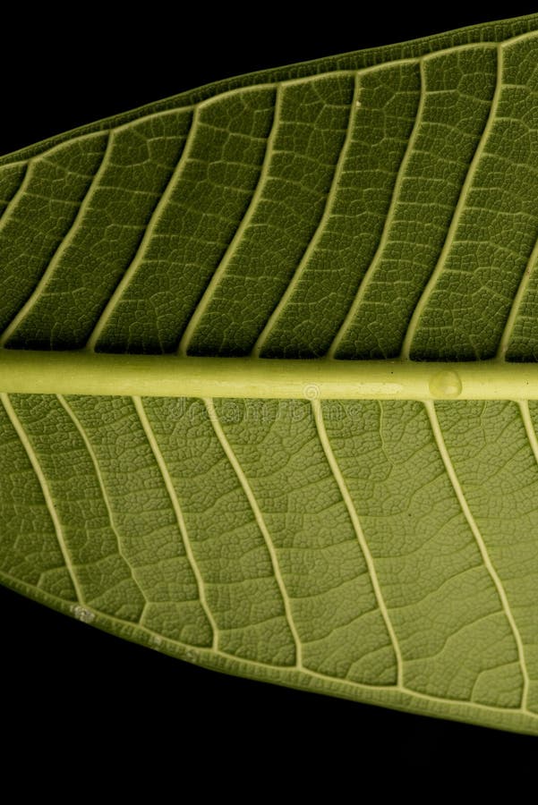 Leaf Close Up Showing Cell Structure and Textures Natural Patterns ...