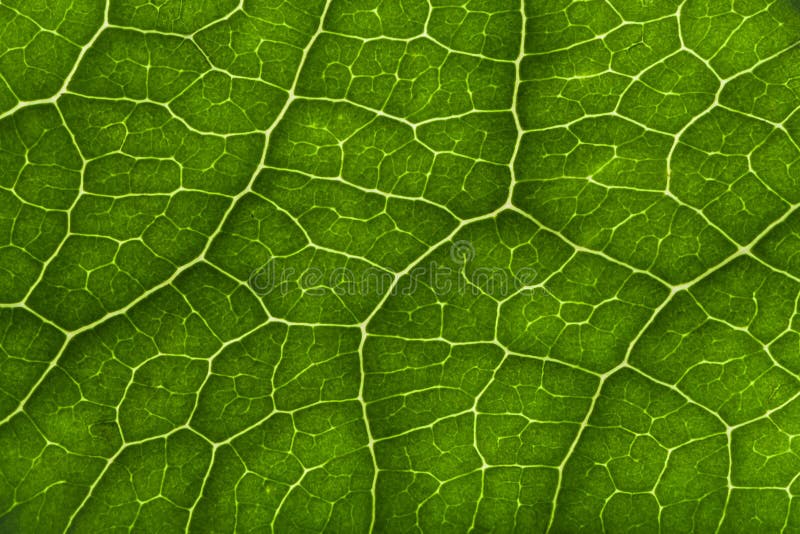 Leaf Close-up Textures. Macro Level. Stock Photo - Image of abstract ...