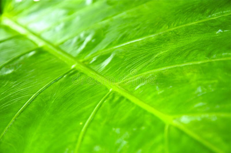 Leaf Close-up stock image. Image of flora, fall, garden - 88713343