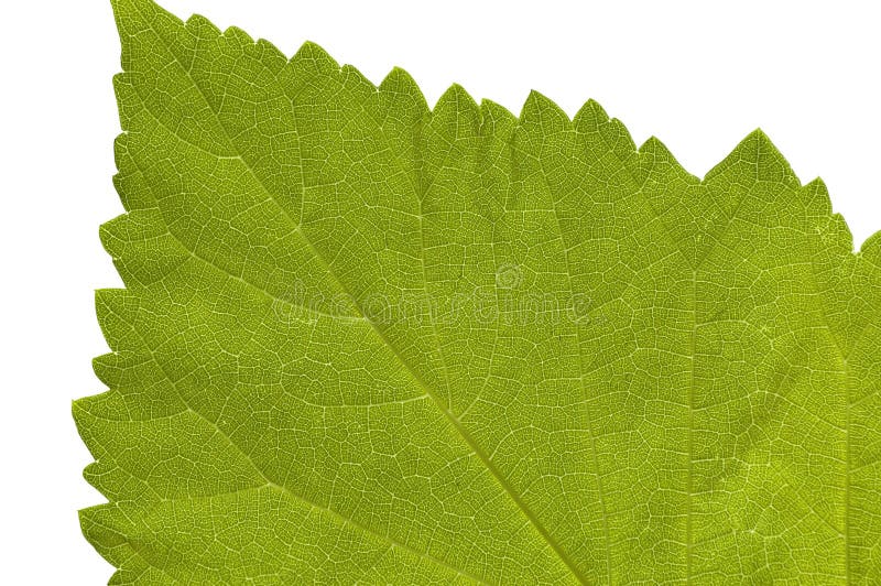 Leaf closeup stock image. Image of fresh, macro, natural - 1550529