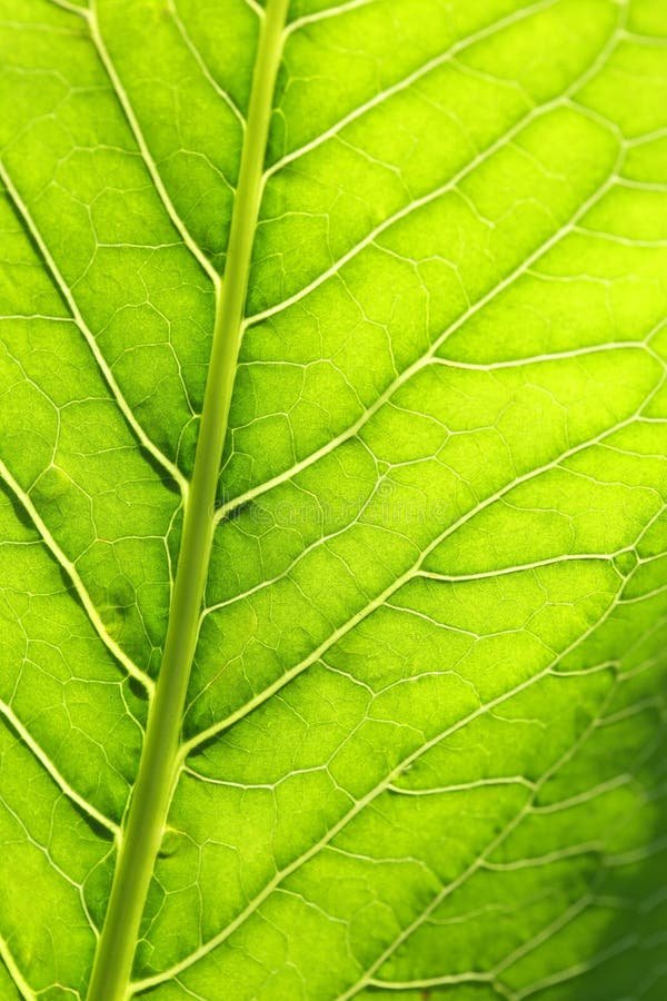 Leaf closeup stock image. Image of nature, stem, plant - 28081393