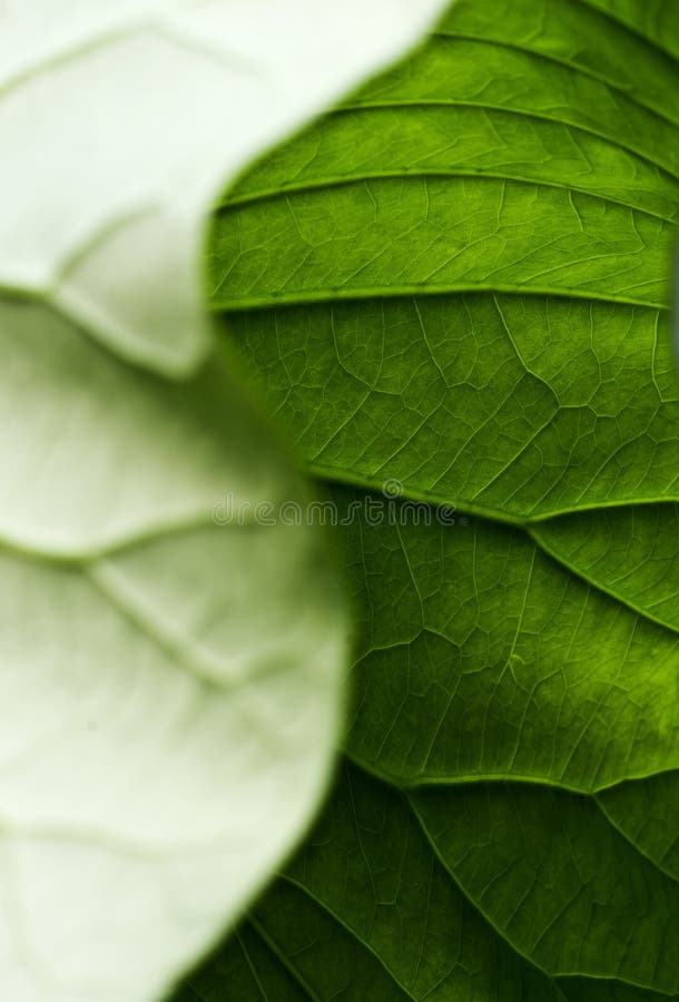 Leaf closeup stock image. Image of floral, seasonal, natural - 28188257