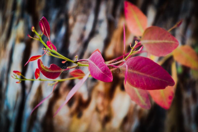 Leaf Closeup with Abstract Angles Stock Photo - Image of leaf, blur ...
