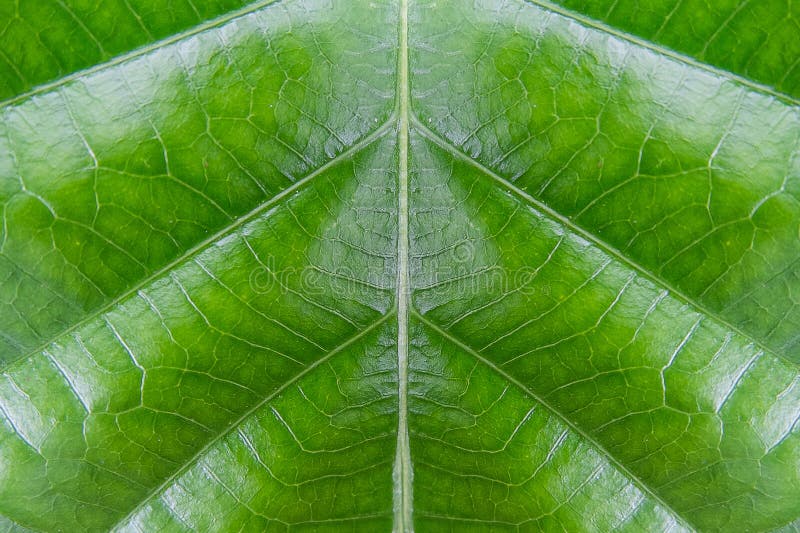 Leaf closeup stock photo. Image of textured, vibrant - 71619748