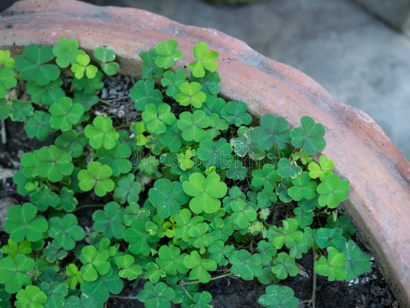Leaf clover stock photo. Image of meadow, nature, decoration - 63447968
