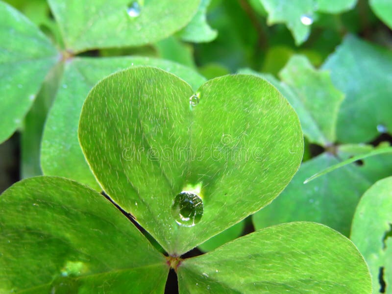 A heart clover stock image. Image of fruit, garden, heart - 221334061
