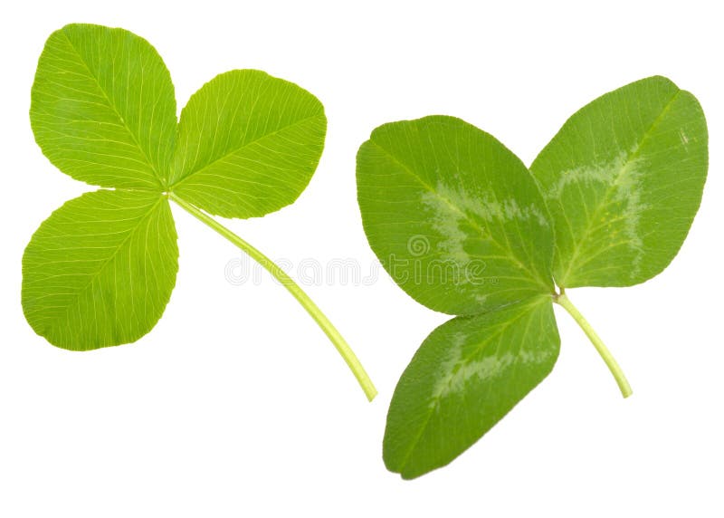 Four leaf clover stock photo. Image of irish, white, clover - 32228302