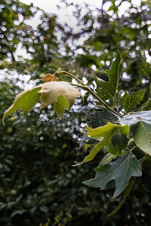 Leaf Cluster on End of Twig from a Sycamore Tree in Spring Stock Photo ...