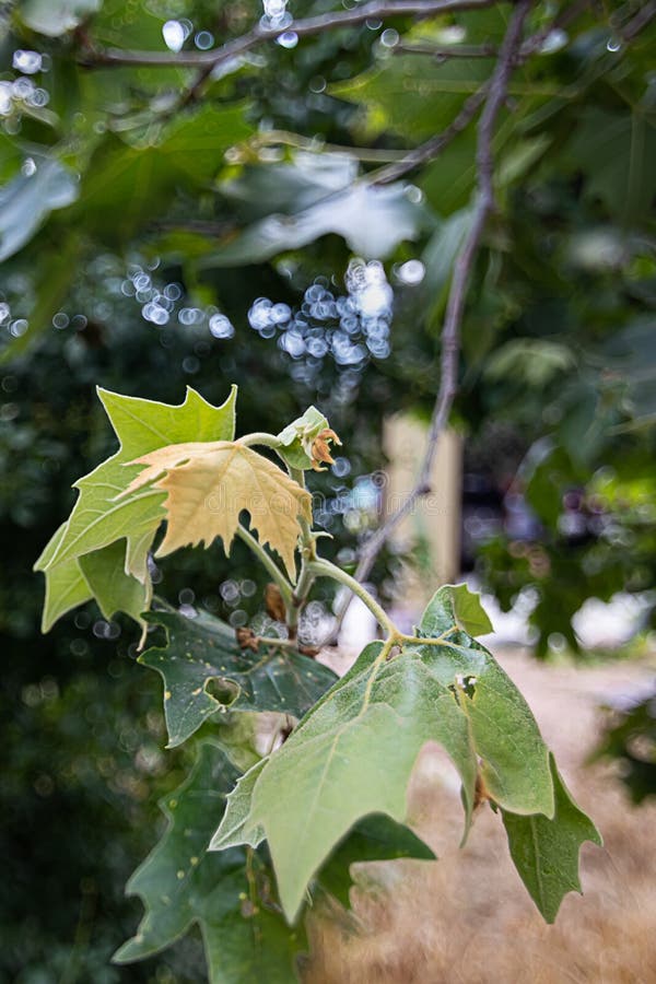 Leaf Cluster on End of Twig from a Sycamore Tree in Spring Stock Photo ...