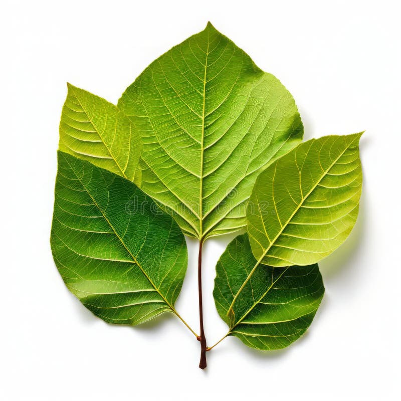 Leaf Collecting the Activity of Collecting Cataloging Stock Image - Image of activity, tivity ...