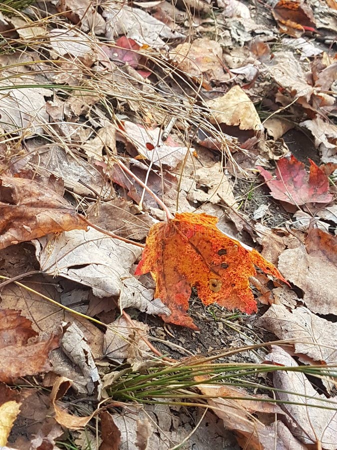 Leaf color fall stock image. Image of color, nature - 259658765