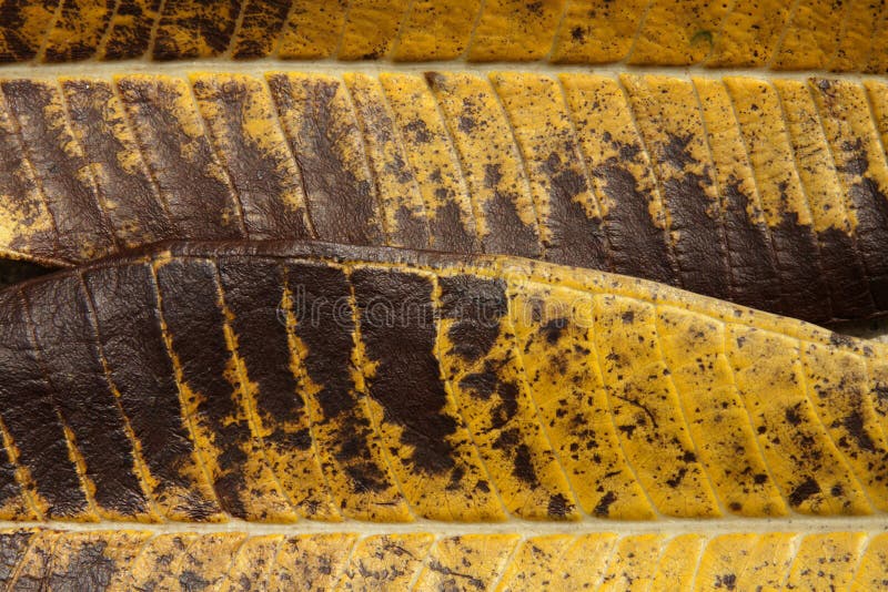 Leaf color from nature stock image. Image of nature, tracery - 17359109