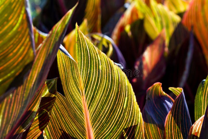 Leaf color and texture stock image. Image of texture - 57556853