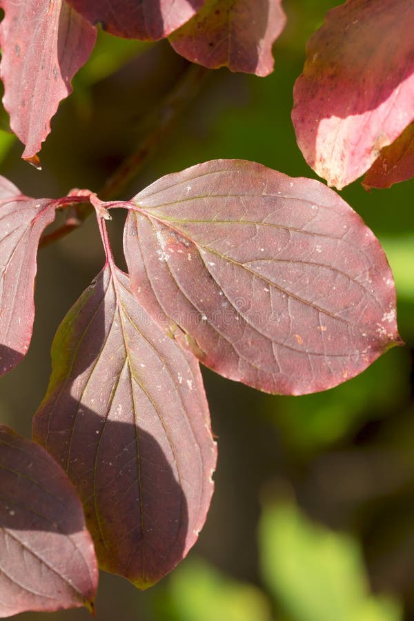 Leaf stock photo. Image of forest, orange, colorful, yellow - 47435682