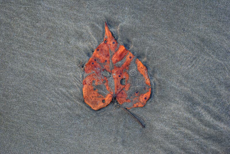 Leaf stock photo. Image of nature, sand, leaf, colors - 56228846