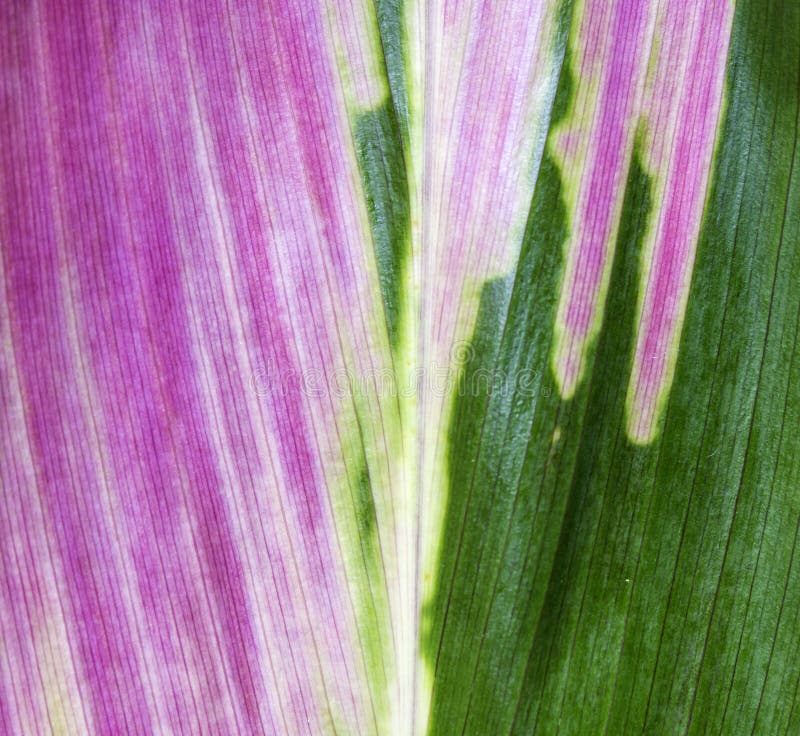 Leaf colors range stock photo. Image of leisure, leaf - 49912322