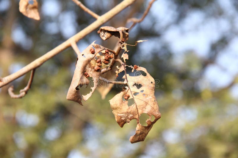 End of life of a leaf stock image. Image of eaten, death - 242219219