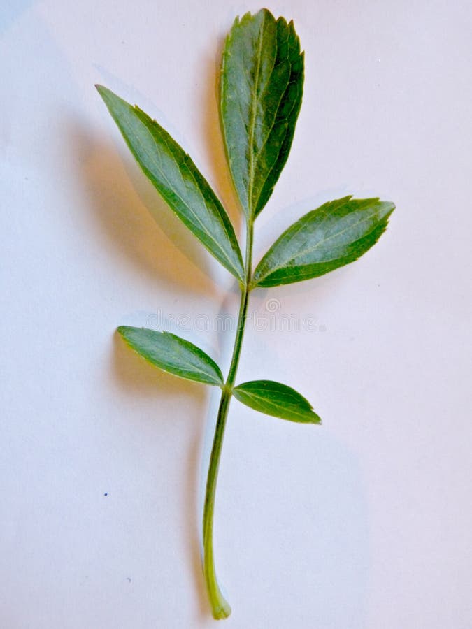 Reptiles Con Espinas Stock Photos - Free & Royalty-Free Stock Photos ...