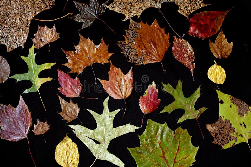 Leaf composition stock photo. Image of leafs, types, leaf - 59460060