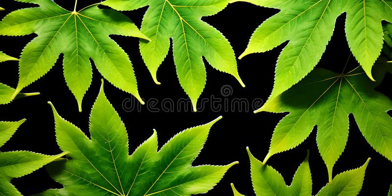 Leaf Concept Background Display Spring Summer Leaves Texture Detail ...