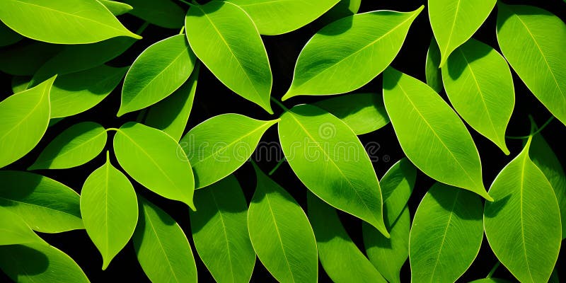 Leaf Concept Background Display Spring Summer Leaves Texture Detail ...