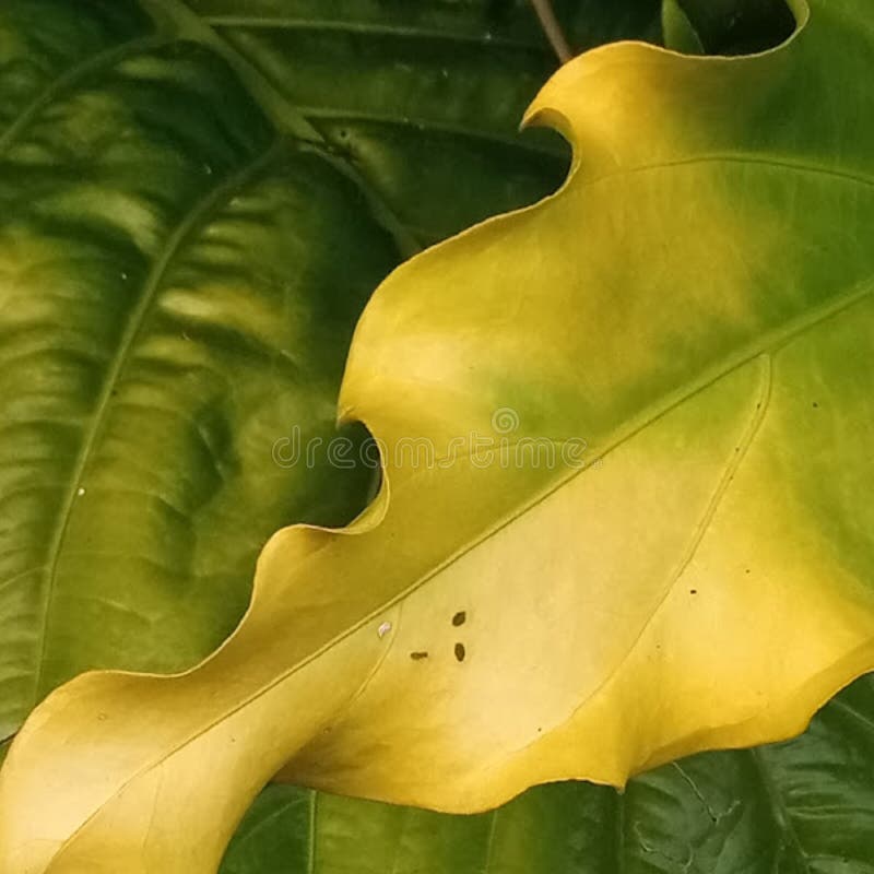 Leaf Concept on Natural Background with Abstract Structure in Asia ...